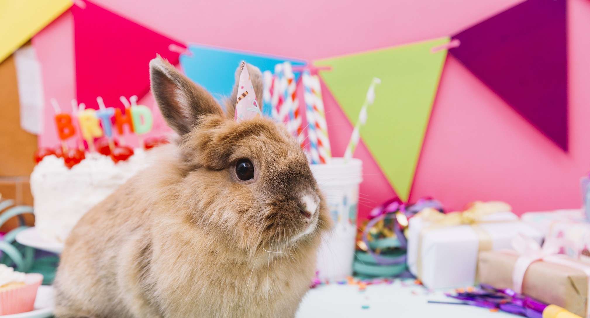 Children’s Animal Parties | Our Animal World