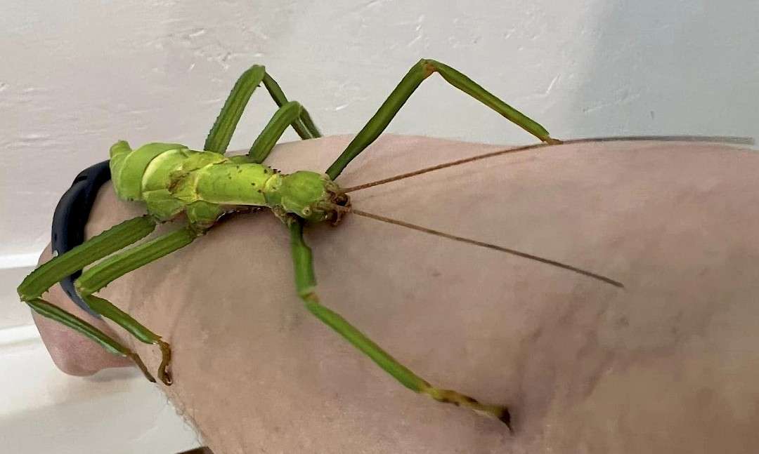 Invertebrates & Crustaceans | Our Animal World